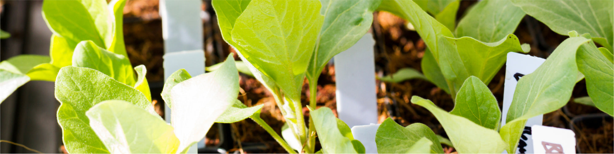 Horticultural Printers Buyers Guide – Labels4Plants